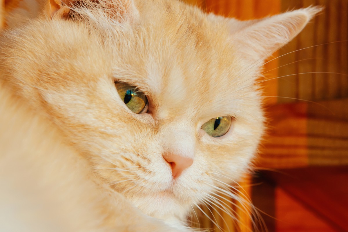 Så feta blir katterna - VeterinärMagazinet