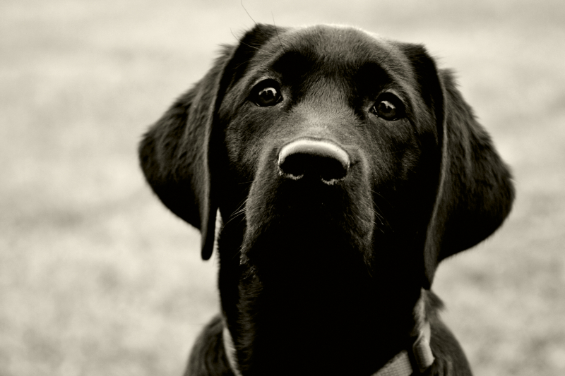 Labrador mest populära rasen - VeterinärMagazinet