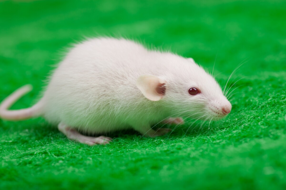 Vändpunkt i kampen mot rabies - VeterinärMagazinet