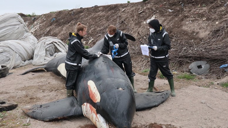 SVA undersöker strandad späckhuggare - VeterinärMagazinet