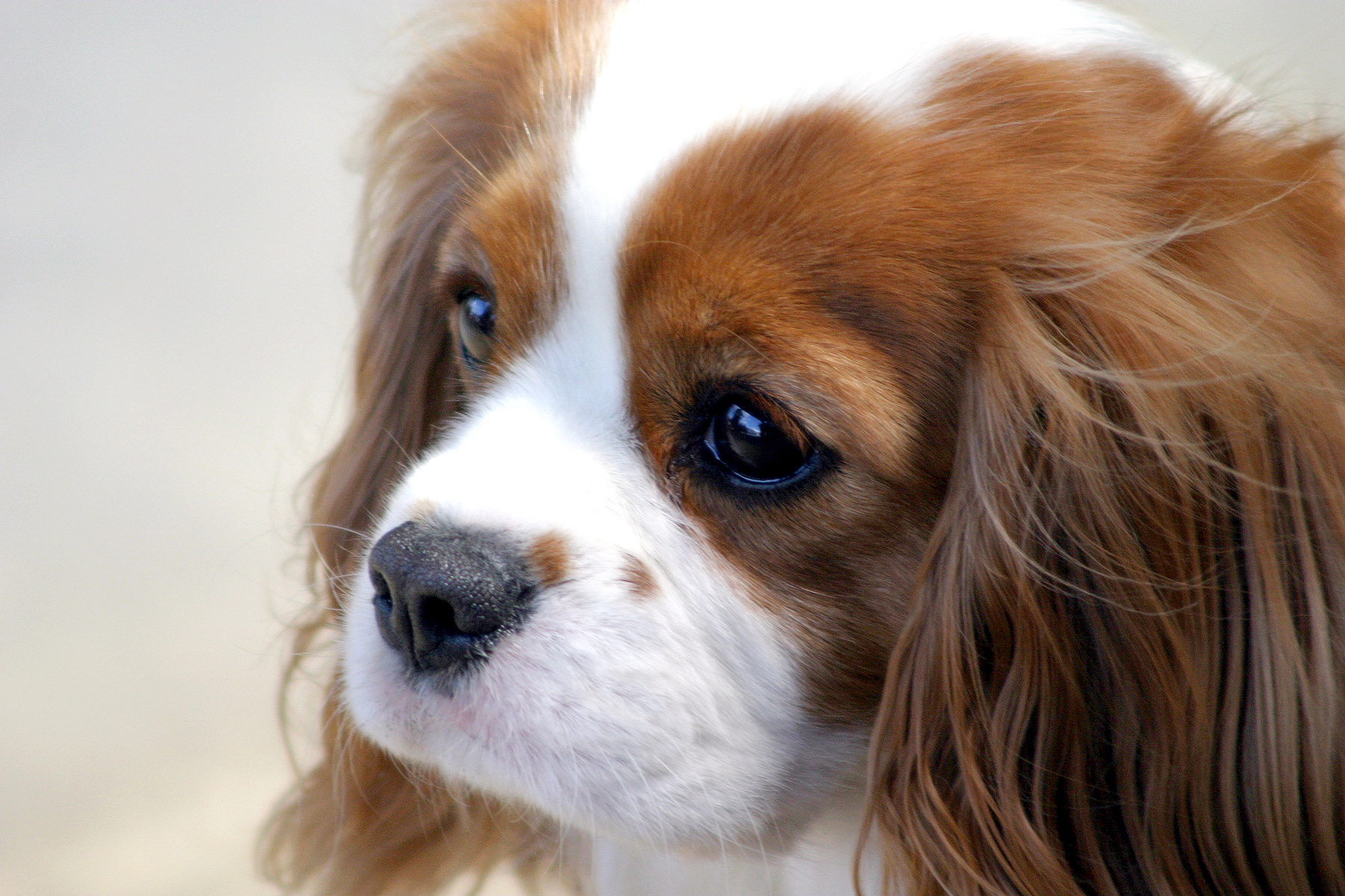 Inkorskningsprojekt ska ge friskare cavalierer - VeterinärMagazinet