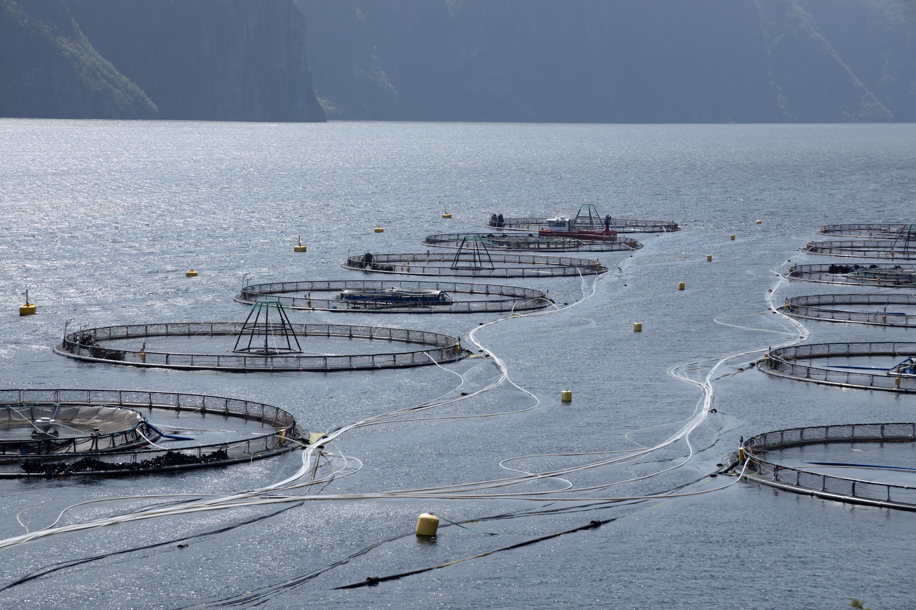 Nytt laxlarm från norska veterinärer - VeterinärMagazinet