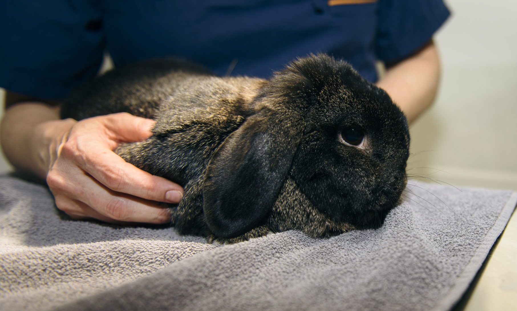 Kaninägare har svårt att se subtila tecken på smärta - VeterinärMagazinet