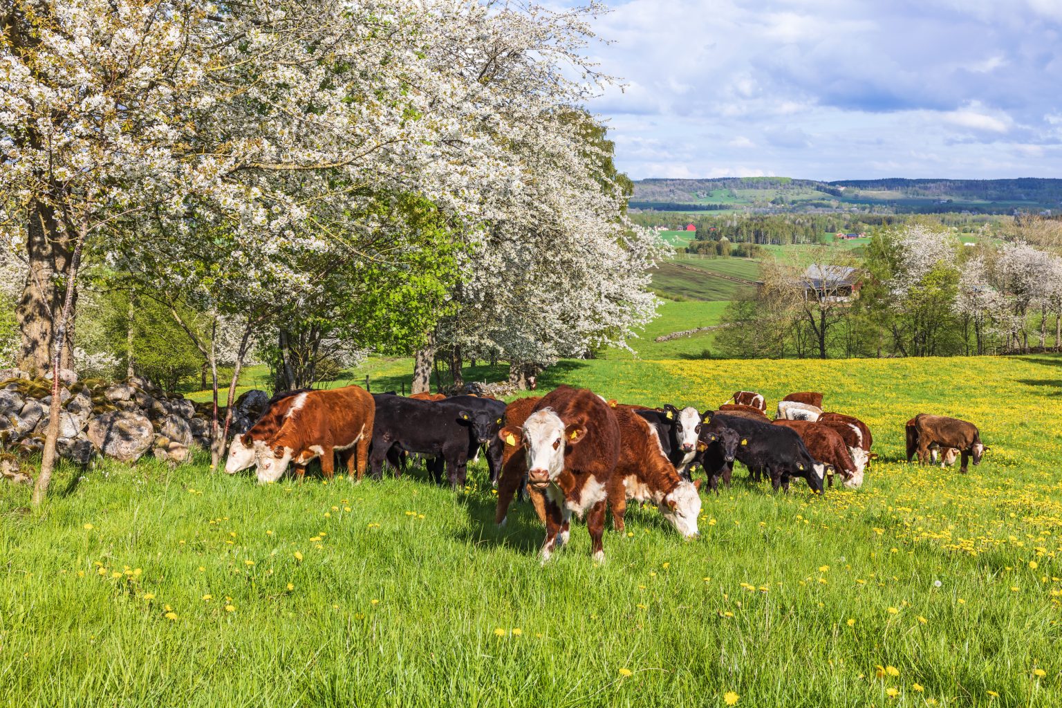 Fass Djur ny app för den moderna djursjukvården - VeterinärMagazinet