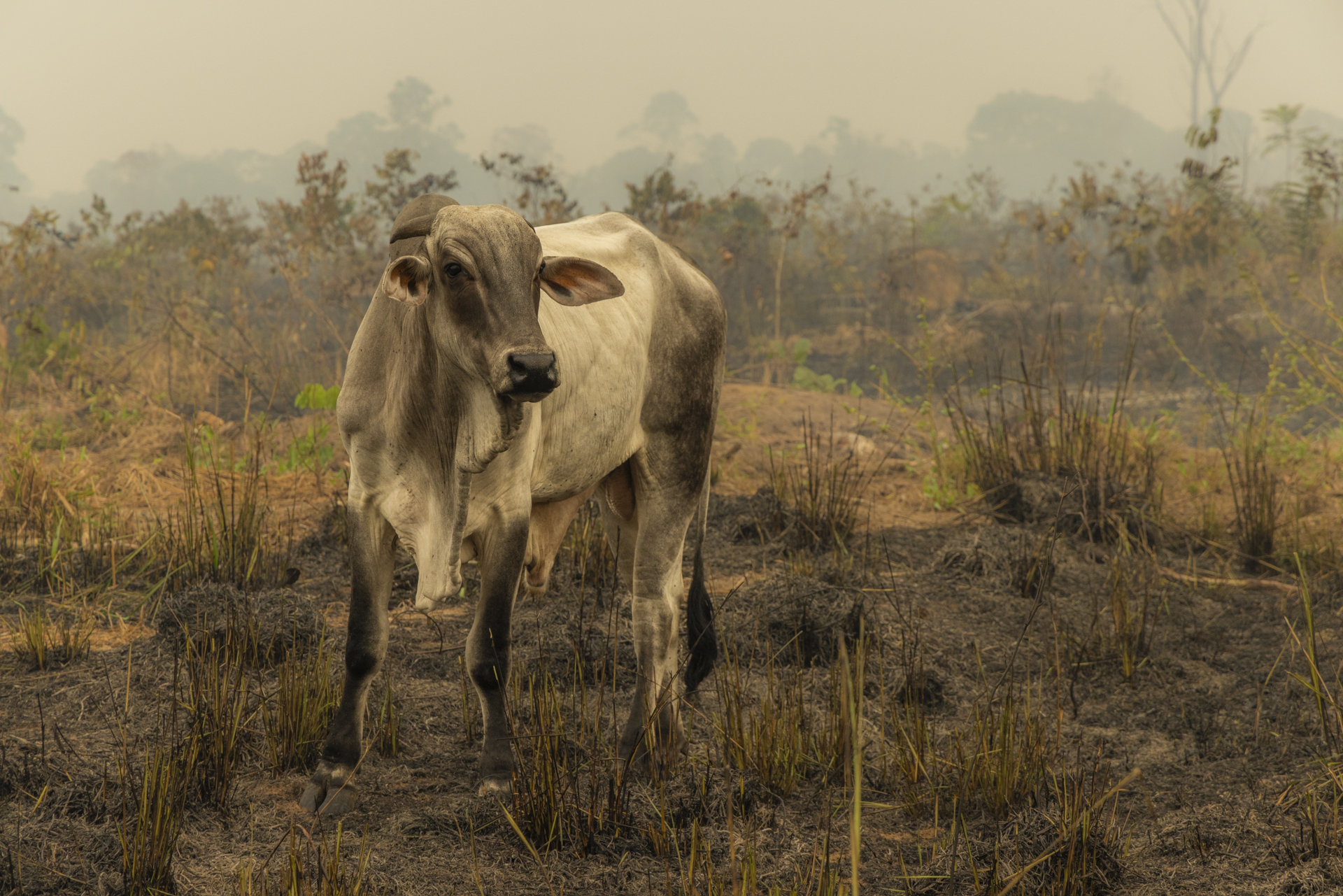 Vill stoppa kött från avskogsningsområden - VeterinärMagazinet