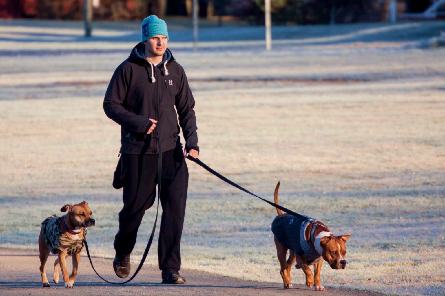 Fass Djur ny app för den moderna djursjukvården - VeterinärMagazinet