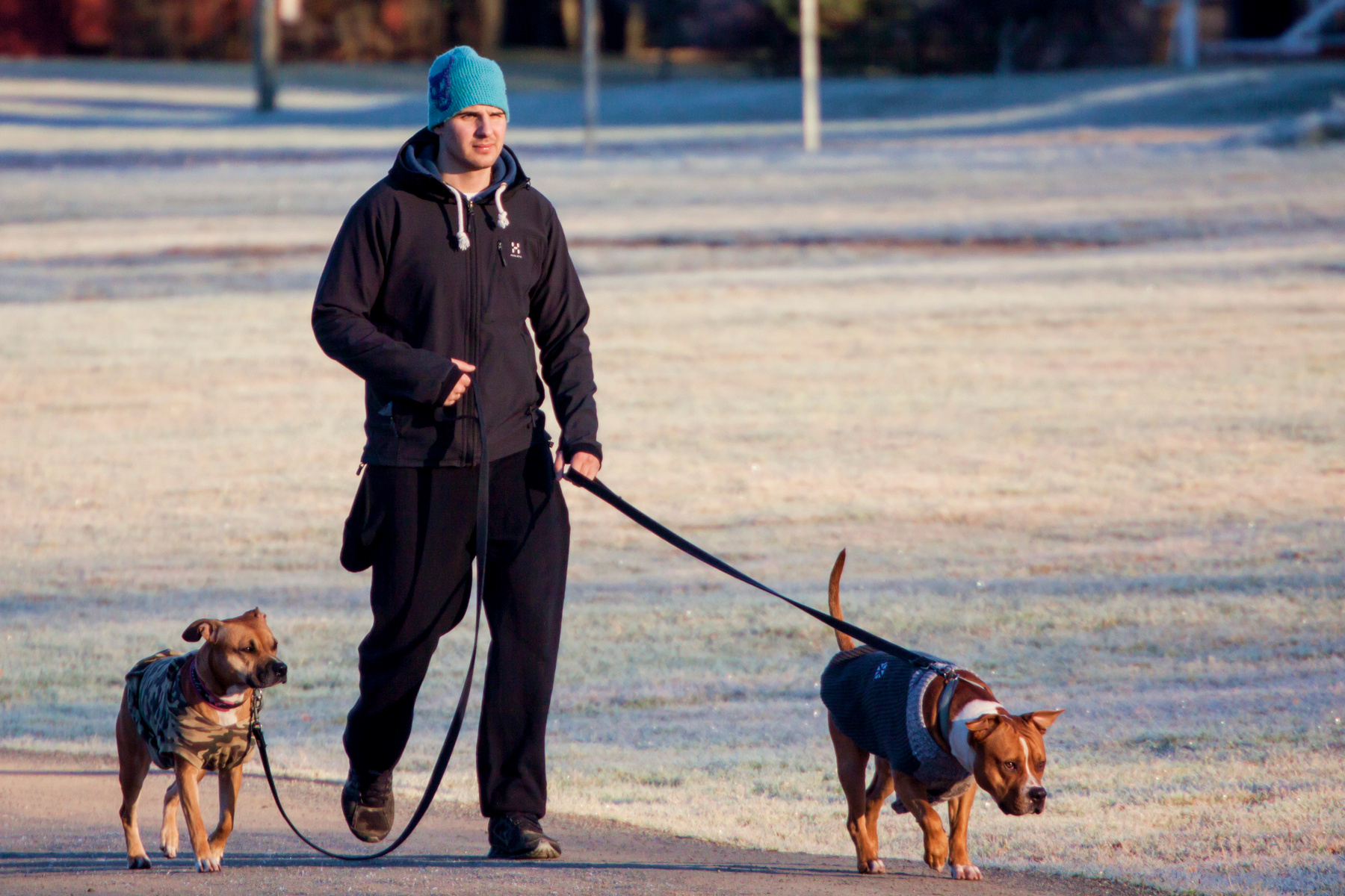 Ny studie visar: Träna tillsammans bra för både hund och ägare ...