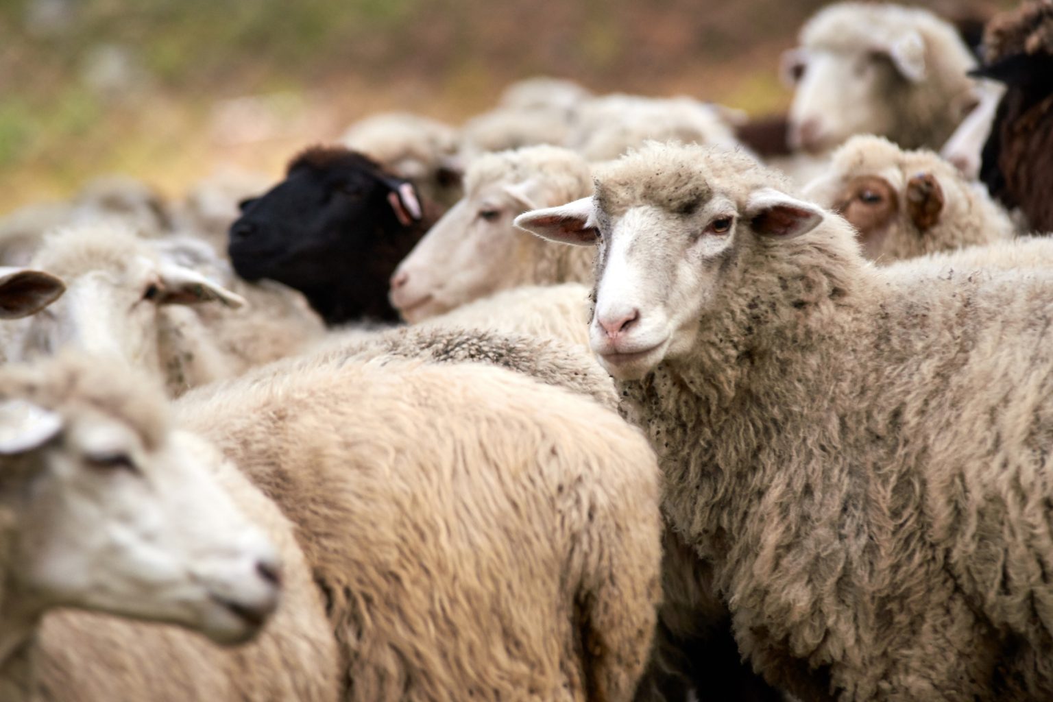 Fass Djur ny app för den moderna djursjukvården - VeterinärMagazinet