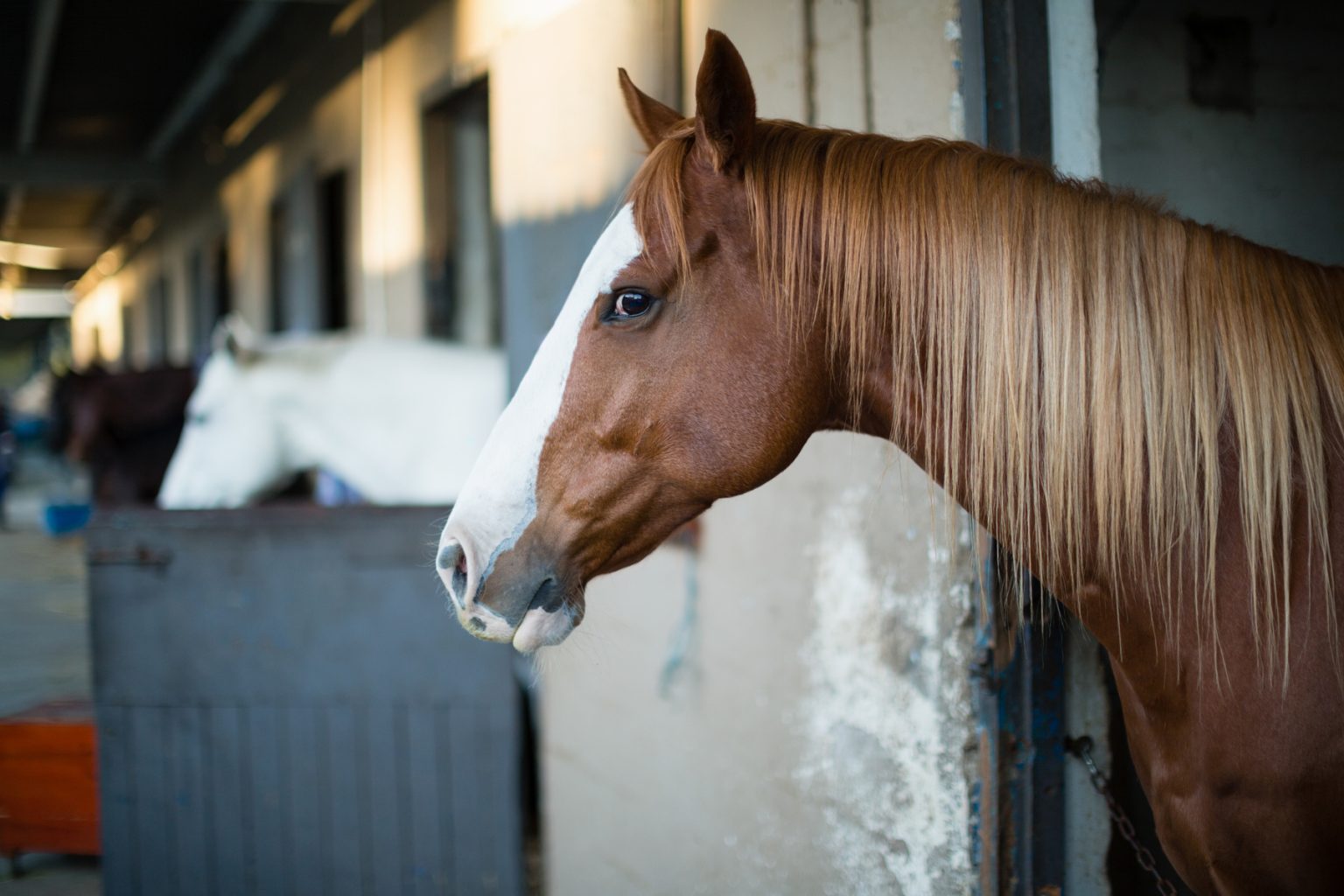 Fass Djur ny app för den moderna djursjukvården - VeterinärMagazinet
