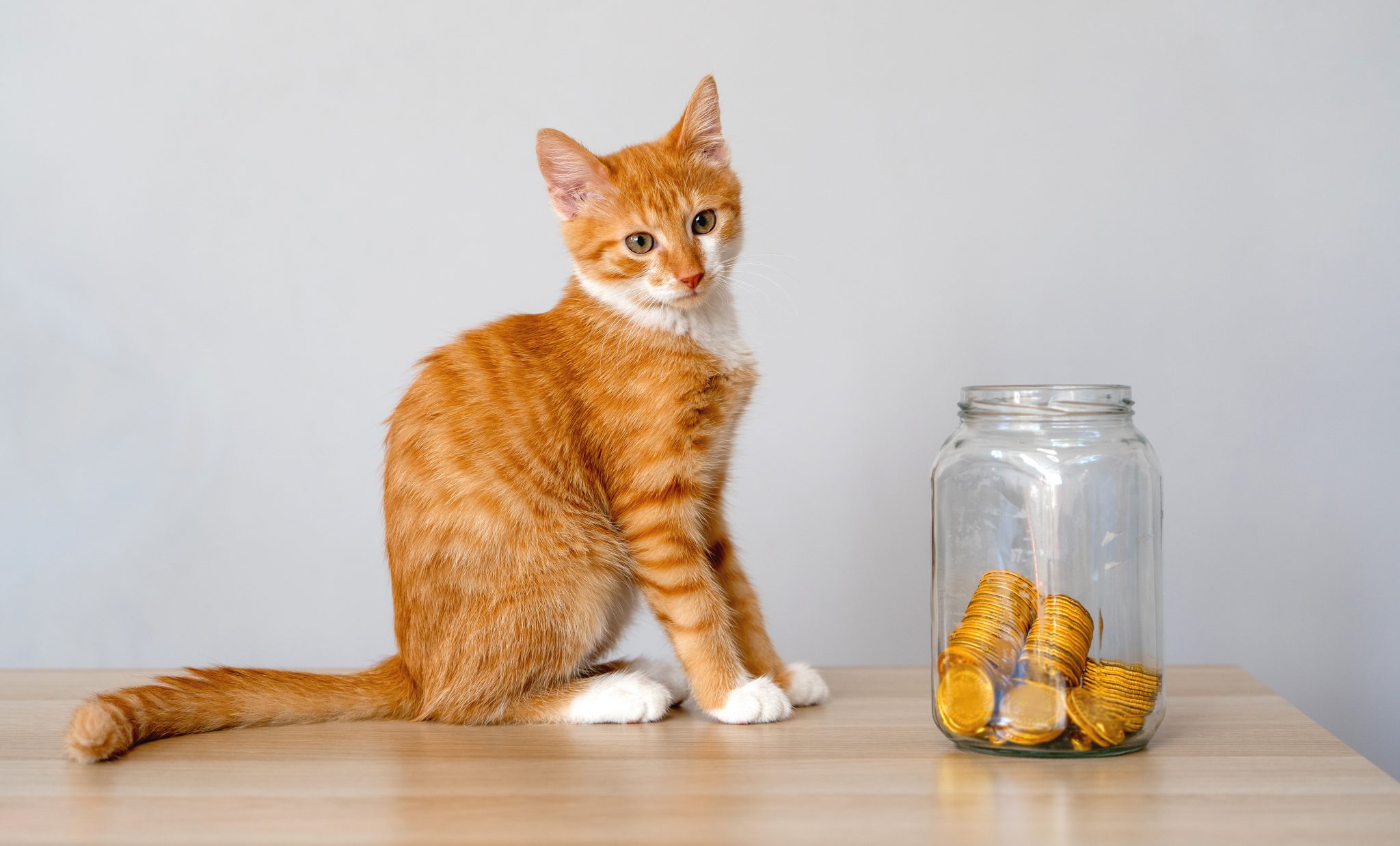 Fass Djur ny app för den moderna djursjukvården - VeterinärMagazinet
