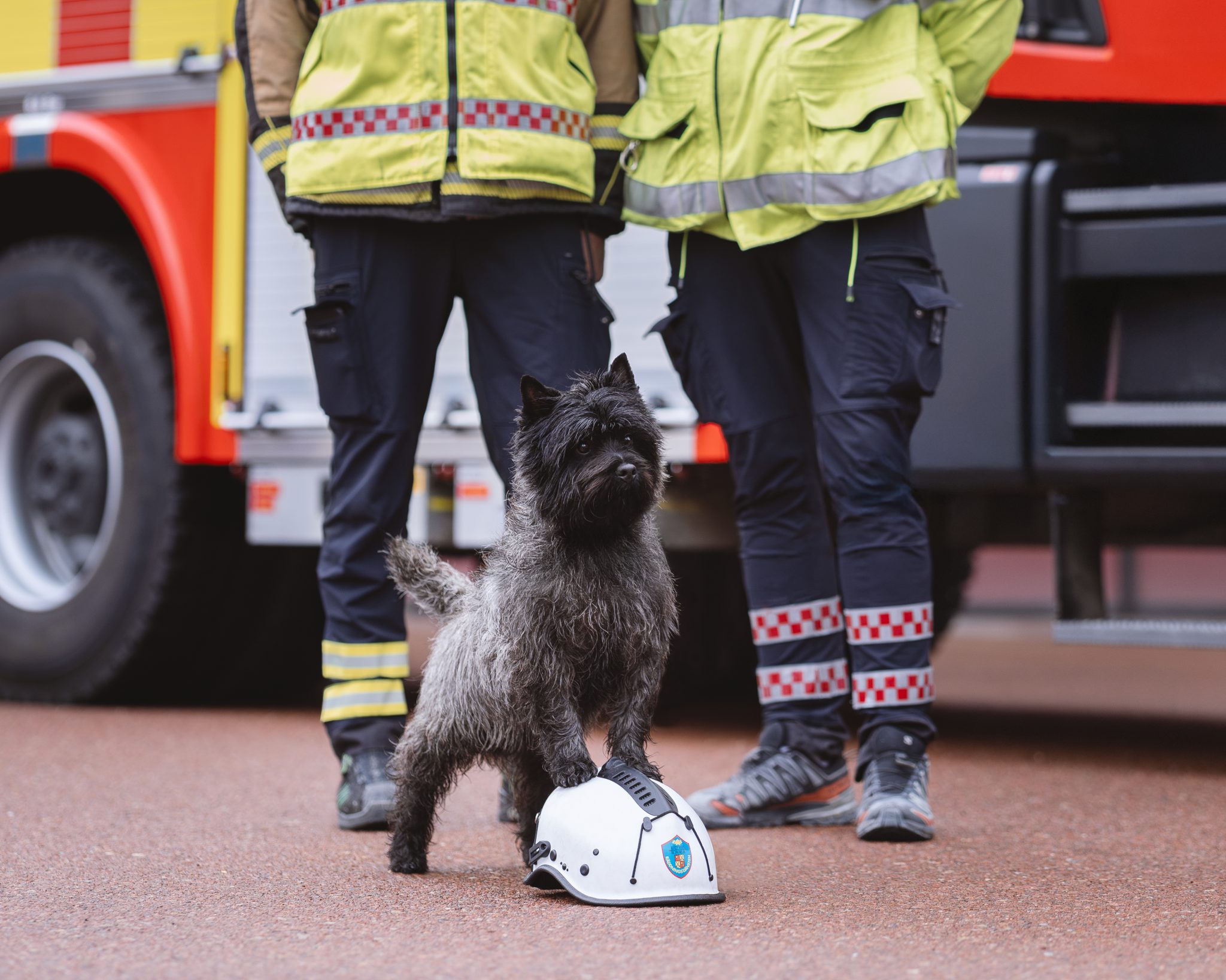 Fass Djur ny app för den moderna djursjukvården - VeterinärMagazinet
