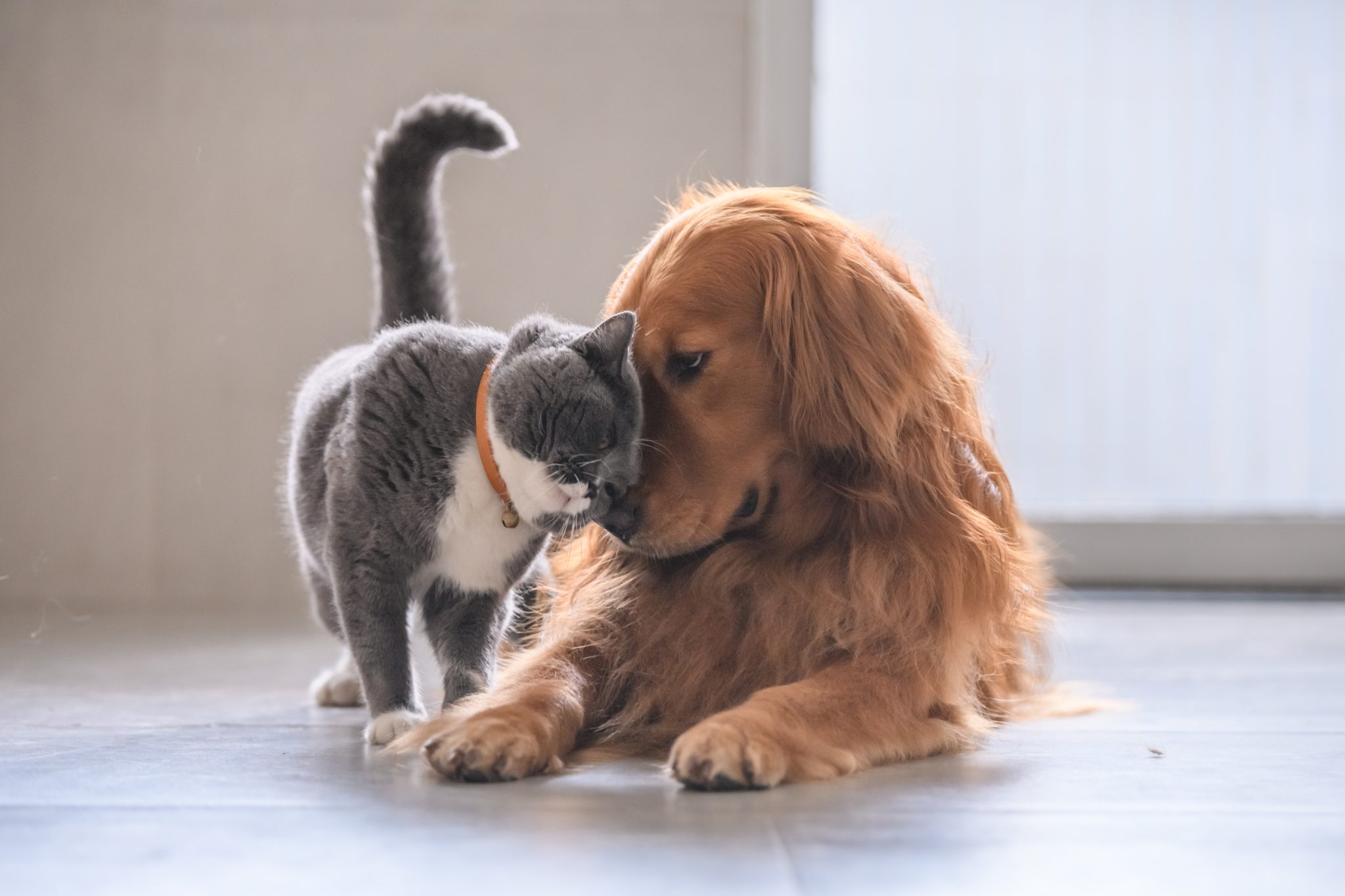 Fass Djur ny app för den moderna djursjukvården - VeterinärMagazinet