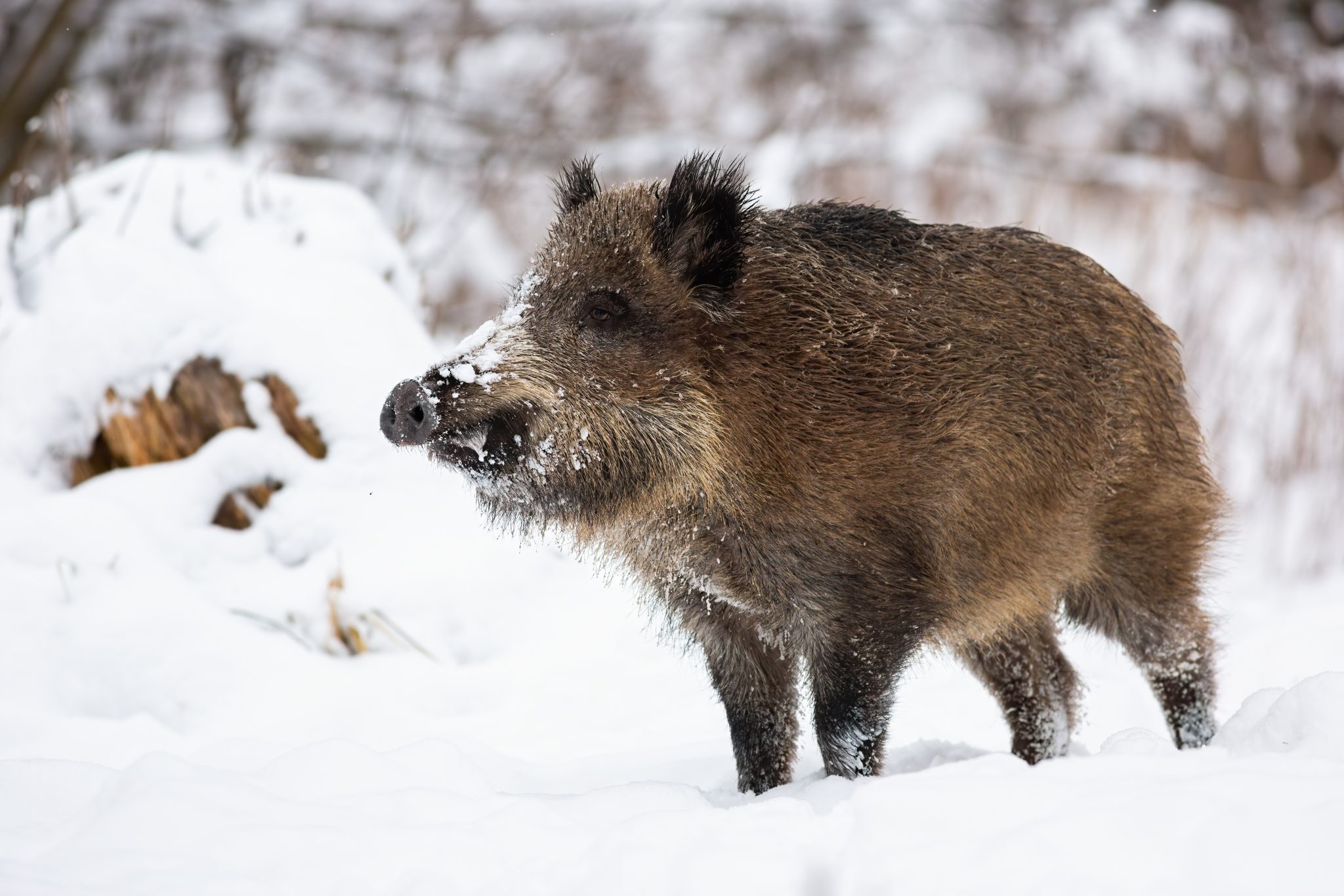 Fass Djur ny app för den moderna djursjukvården - VeterinärMagazinet