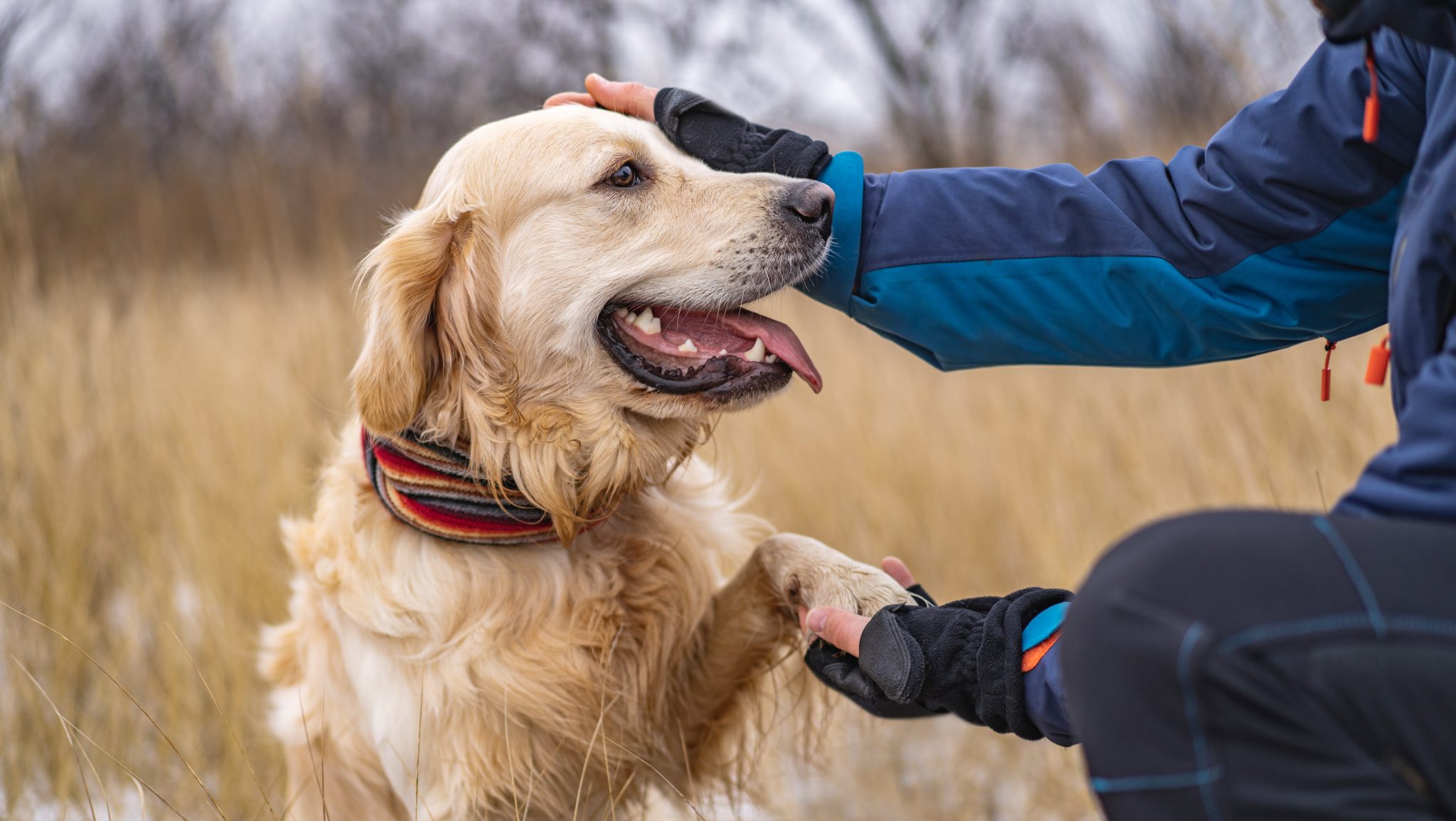 Fass Djur ny app för den moderna djursjukvården - VeterinärMagazinet