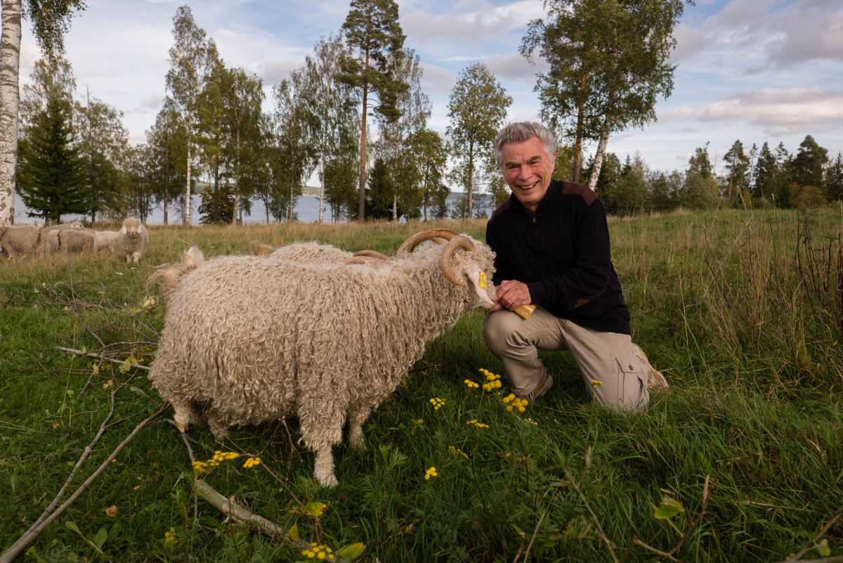 Geten är rolig - och missförstådd - VeterinärMagazinet