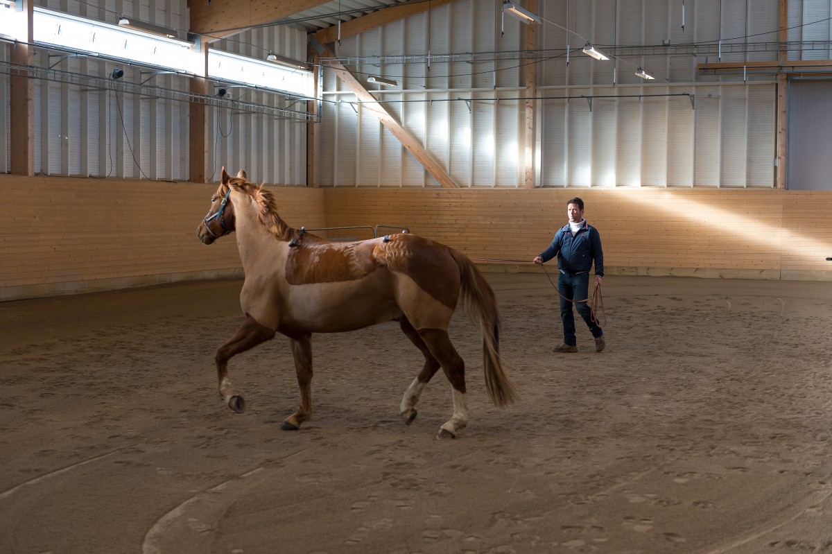 Djurskyddsföreningen donerar 2 Mkr till SLU - VeterinärMagazinet